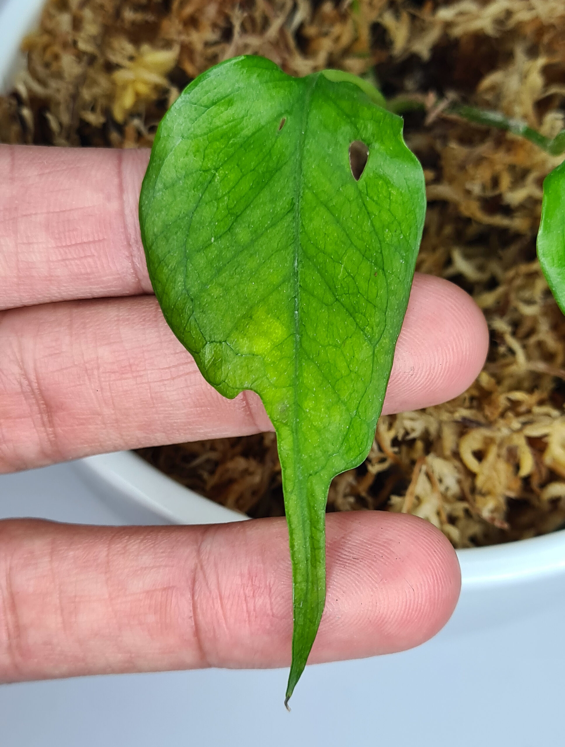 Epipremnum Pinnatum Skeleton Key WowBotanics Epipremnum Pinnatum Skeleton Key WowBotanics